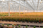 Bernhard Plantenkwekerij Bv (Flevoland, Noordoostpolder, Lindeweg, 30), çiçek teslimatı  Flevoland'dan
