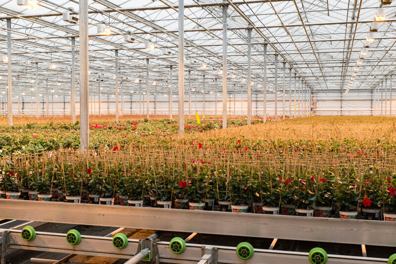 Çiçek teslimatı Bernhard Plantenkwekerij Bv, Flevoland, foto