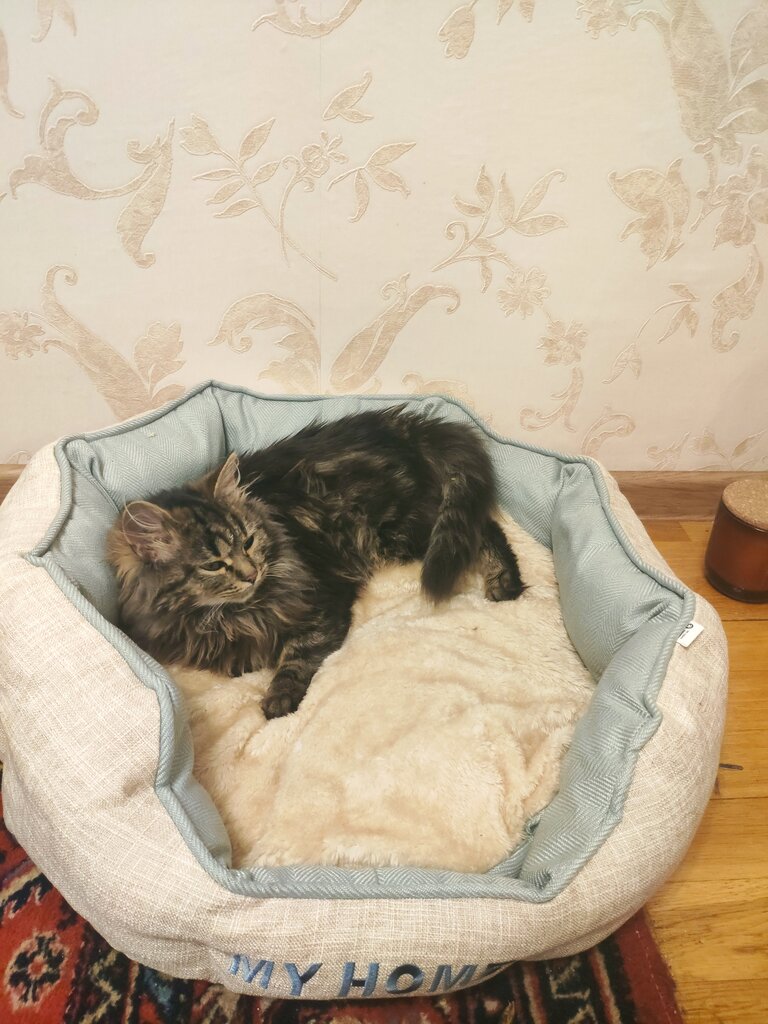 Petshop Ne odin doma, Moskova, foto