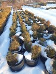 Максименко (Voronezh Region, Rossoshanskiy rayon, Lizinovskoye selskoye poseleniye, khutor Artyomovo), fidan yetiştiriciliği  Voronejskaya oblastından