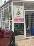 Majo (Valle del Cauca, Municipio de Santiago de Cali, Comuna 16, Ciudad 2000, Carrera 66, 26-10), dondurmacılar  Cali'den