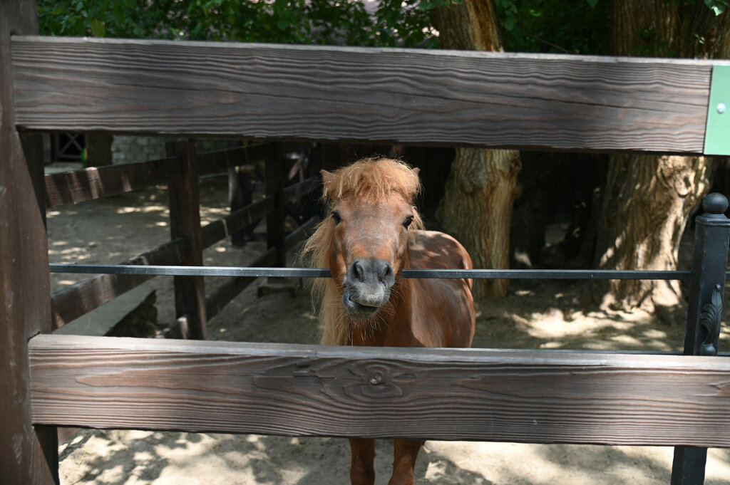 Hayvan muhafazaları Лошади, Rostovskaya oblastı, foto