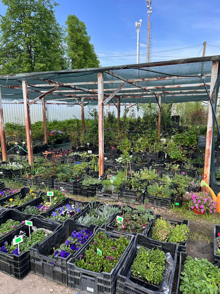 Sera ve bahçe ürünleri Садовый центр, Kalyazin, foto