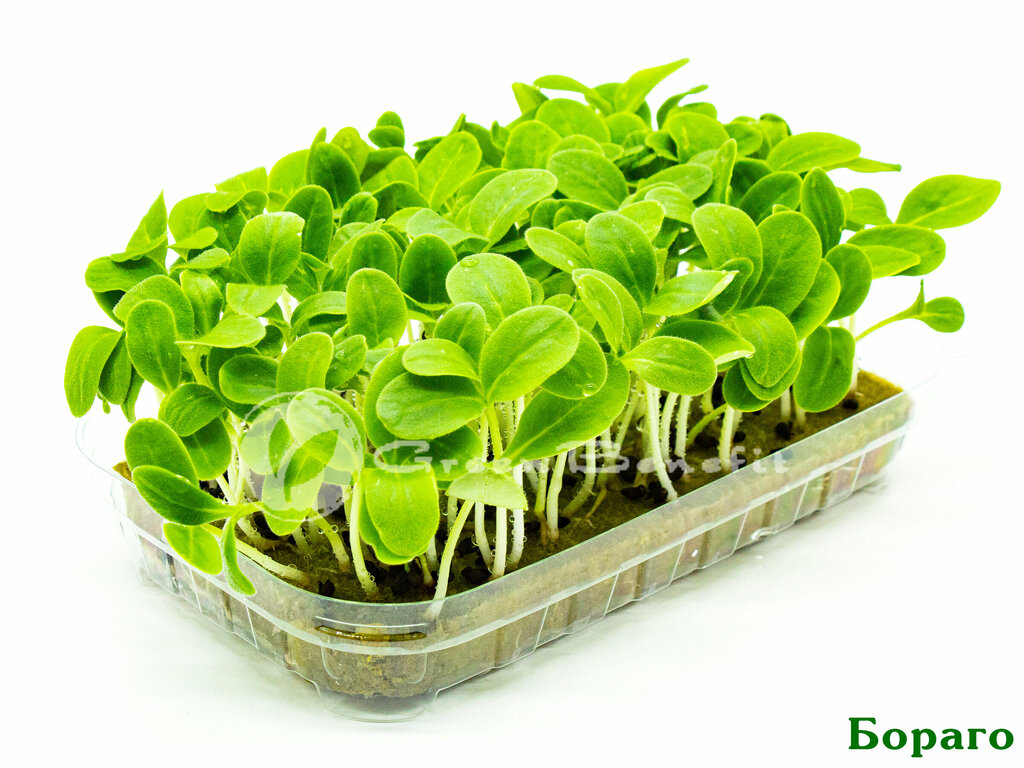 Fidan yetiştiriciliği Green Benefit, Moskova, foto