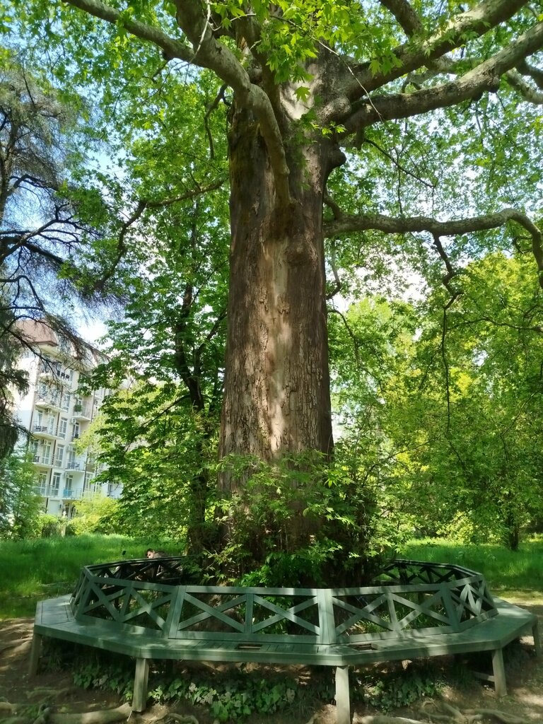 Doğa Платан-долгожитель, Krasnodarski krayı, foto