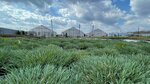 Вейники (Voronezh Region, Semilukskiy rayon, selo Devitsa, KP Porechye-2), fidan yetiştiriciliği  Voronejskaya oblastından