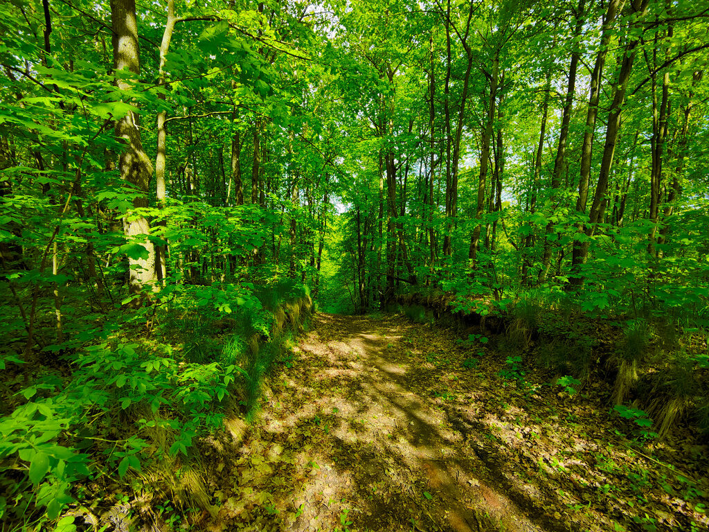 Orman Папоротная лощина, Riazanskaya oblastı, foto