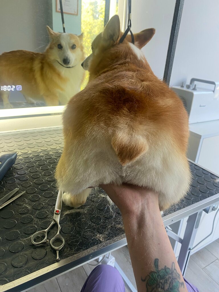 Evcil hayvan kuaförleri GOOMom, Mikhaylovsk, foto