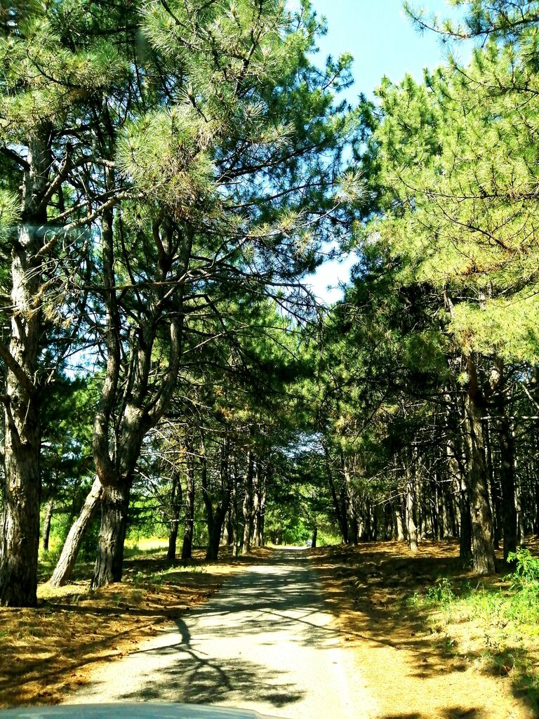 Orman işleri Gau Dyakovsky leskhoz, Saratovskaya oblastı, foto
