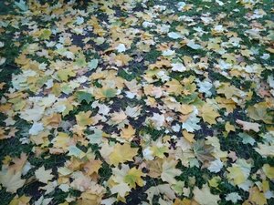 Norway Maple (Murmansk, Privokzalny skver), doğa  Murmansk'tan