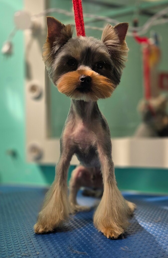 Evcil hayvan kuaförleri Kotkovets Grooming, Saratov, foto