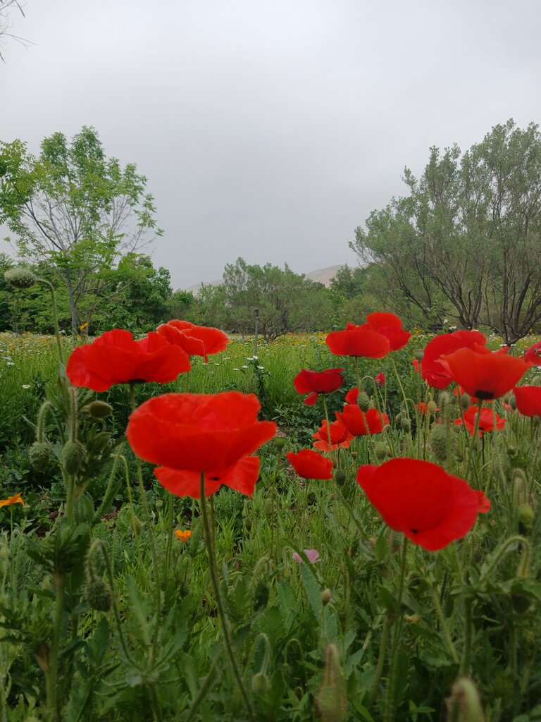 Kültür ve eğlence parkları İran Milli Botanik Parkı, Tahran, foto