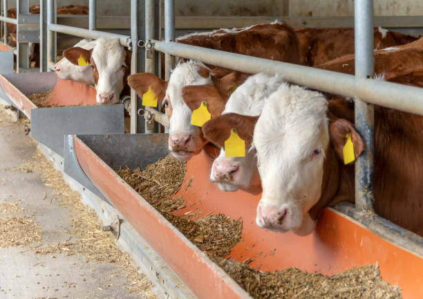 Hayvancılık Ayza Yem, Ankara, foto