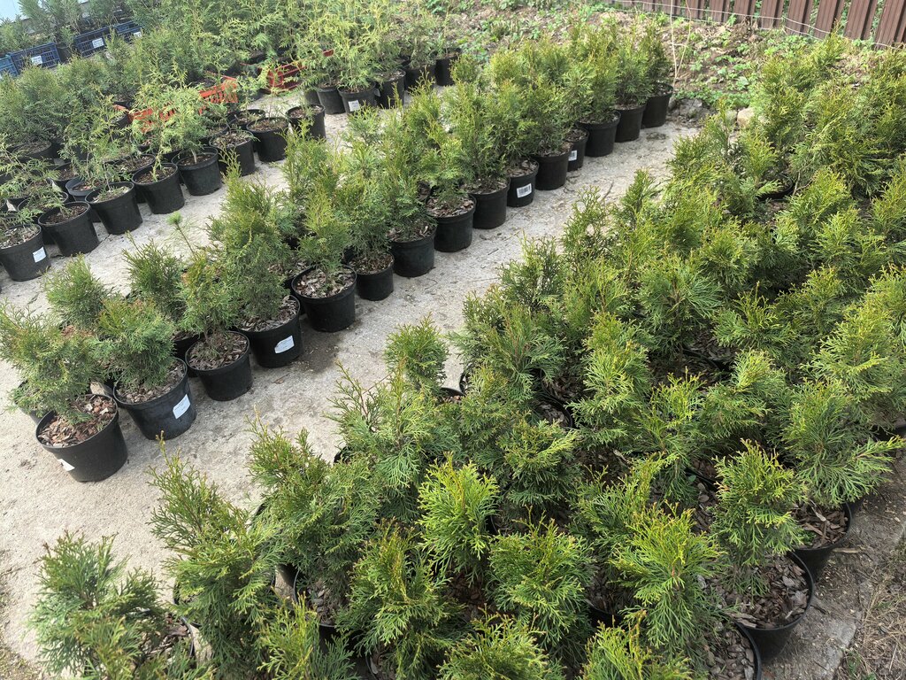 Fidan yetiştiriciliği Питомник растений, Moskova ve Moskovskaya oblastı, foto