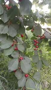 Eko Bog' (Bukhara Region, Vabkent District), meydan  Buhara eyaletinden