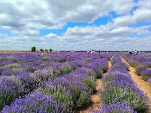 Bahçe Лавандовое поле, Rostovskaya oblastı, foto