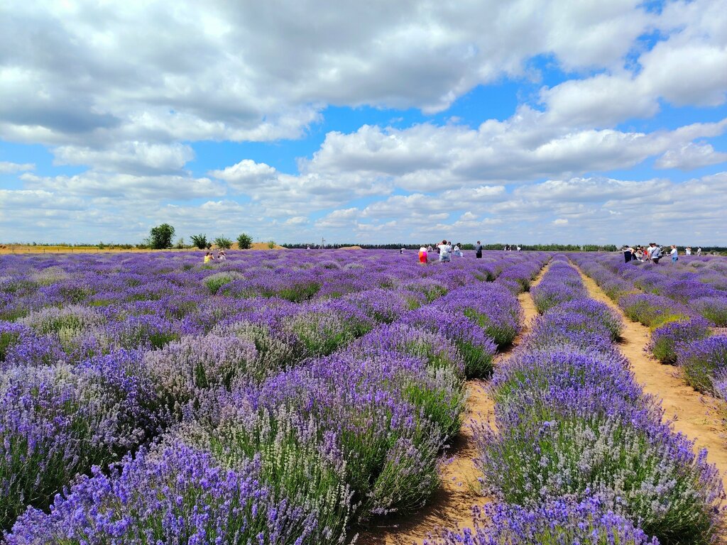 Bahçe Лавандовое поле, Rostovskaya oblastı, foto
