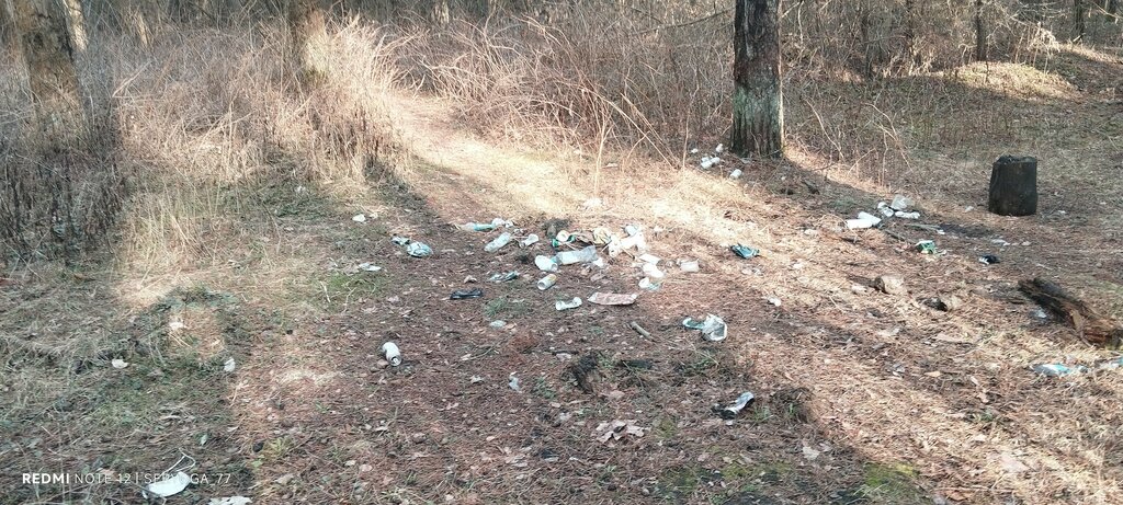 Piknik alanı Place for picnic, Grodnenskaya oblastı, foto