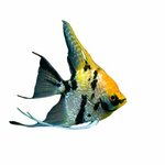 Dream World Flowers and Aquarium Fish (Al Falah Street No:706), çiçekçiler  Abu Dabi'den