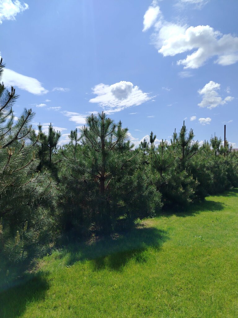 Fidan yetiştiriciliği Pavlenko Nursery, Rostovskaya oblastı, foto