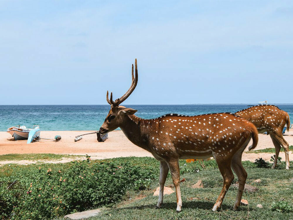 Turizm acenteleri Embark Holidays, Batı Eyaleti, foto