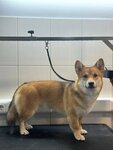 Veterinarska ambulanta Vet Svet (Nedeljka Gvozdenovica Street No:14, Belgrade), veteriner klinikleri  Belgrad'dan
