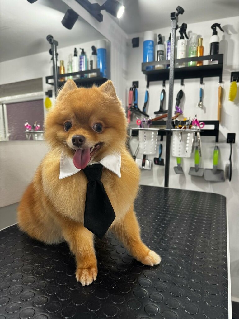Evcil hayvan kuaförleri LapkiPets, Himki, foto
