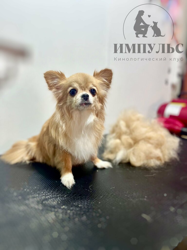 Evcil hayvan kuaförleri Impuls, Samara, foto