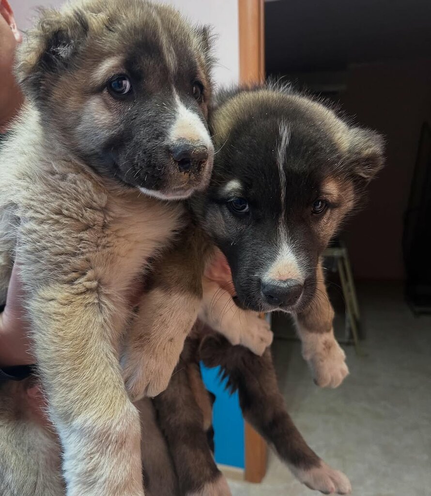 Veteriner klinikleri Zoo Lekar, Mangıstav eyaleti, foto