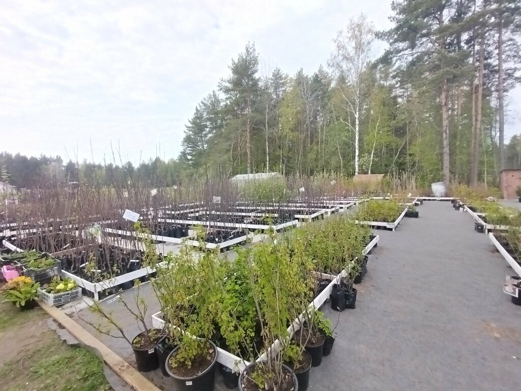 Fidan yetiştiriciliği Сады Петербурга, Saint‑Petersburg ve Leningradskaya oblastı, foto