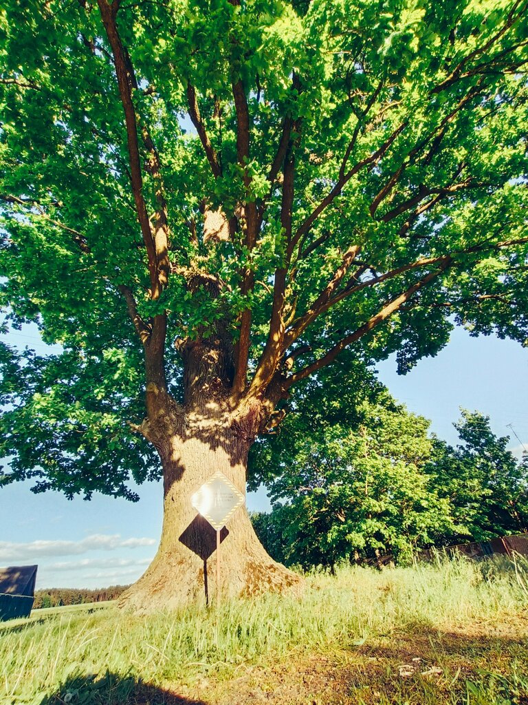 Doğa Белинский дуб, Brestskaya oblastı, foto