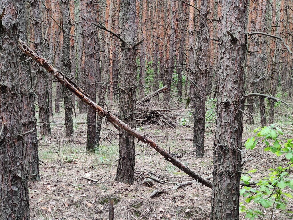 Orman Malyshevsky forest, Voronej, foto