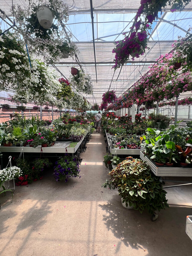 Fidan yetiştiriciliği Rasadnik Mali Vrt, Novi Sad, foto