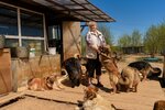Приют для собак Натальи Беликовой (Smolenskiy munitsipalny okrug, derevnya Turinshchina), hayvan barınakları, kulüpleri ve otelleri  Smolenskaya oblastından