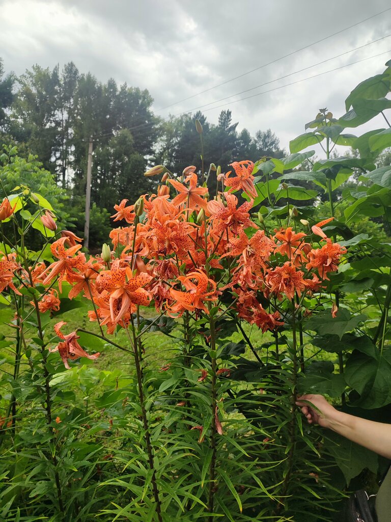 Kültür ve eğlence parkları Uchebny sad, , foto