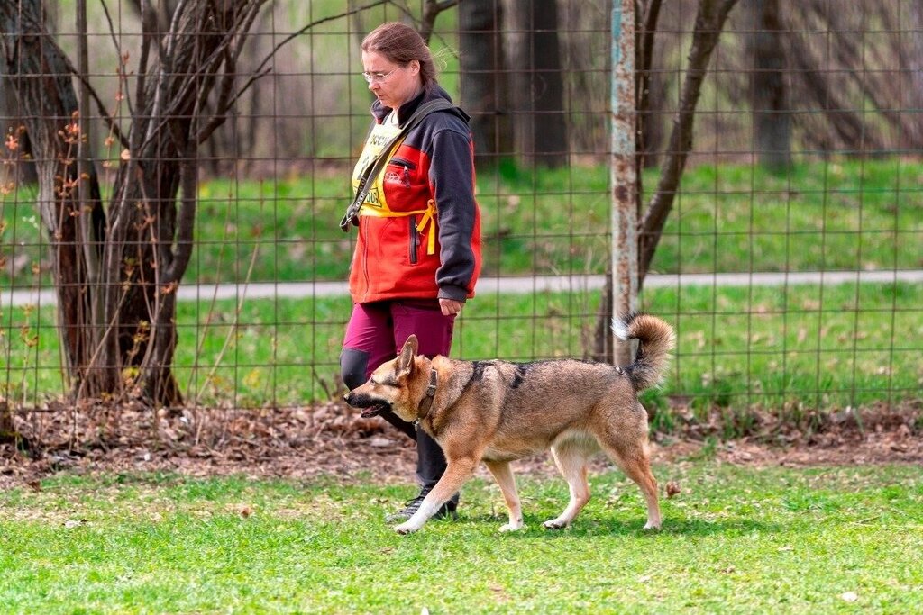 Köpek hizmeti Школа дрессировки собак, Moskova, foto