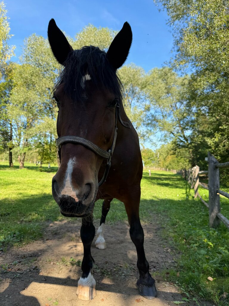 At ve binicilik kulüpleri Stable of museum-estate of noblemen Leontievs, Yaroslavskaya oblastı, foto
