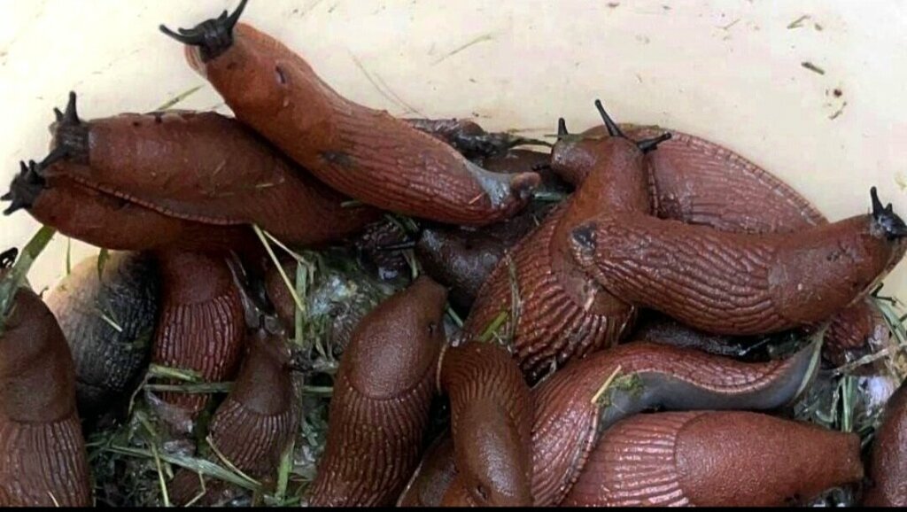 Spor ve eğlence merkezi Длинни Коричневи, Moskova, foto