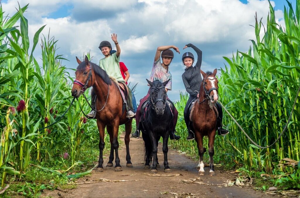 At ve binicilik kulüpleri One Dream, Sertolovo, foto