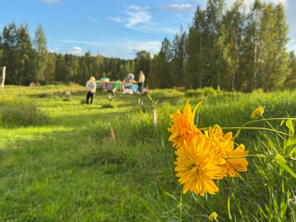 Bal ve arıcılık firmaları Центральное Раздолье, Saint‑Petersburg ve Leningradskaya oblastı, foto