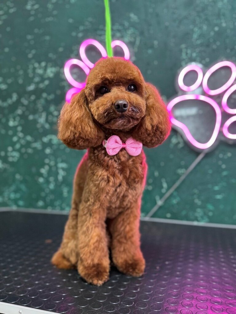 Evcil hayvan kuaförleri Funny DoG, Minsk, foto