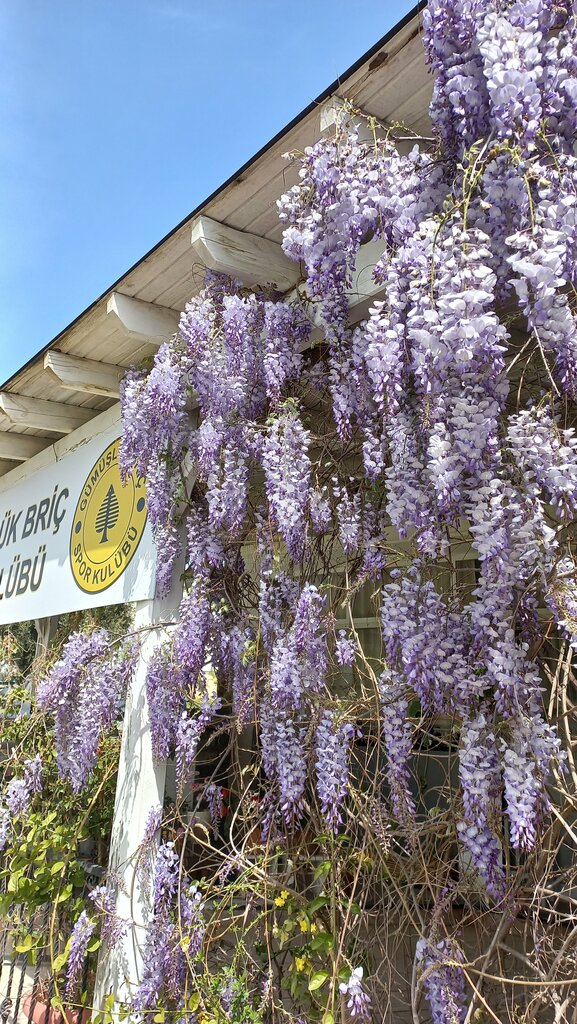 Kafe Gümüşlük Briç Spor Kulübü, Bodrum, foto