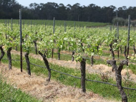 Otel Adina Vineyard, Yeni Güney Galler, foto