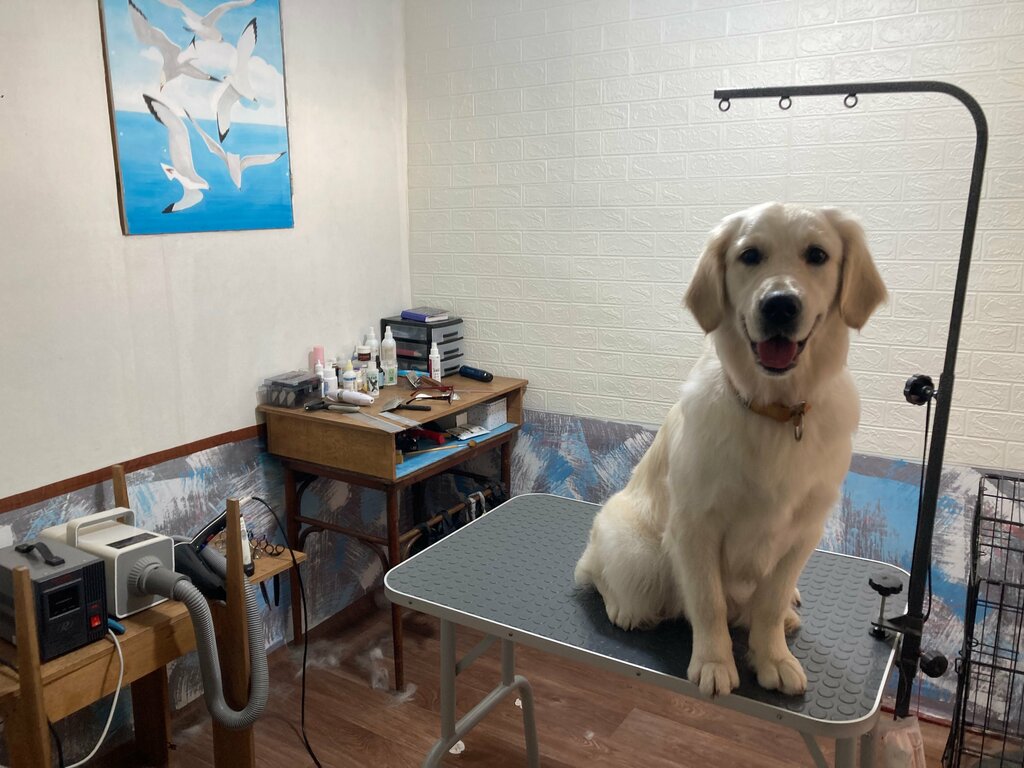 Evcil hayvan kuaförleri Грумминговый салон Евгении, Gagra, foto