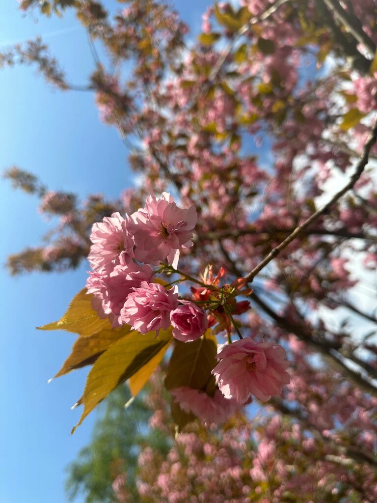 Doğa Sakura, Saint‑Petersburg, foto