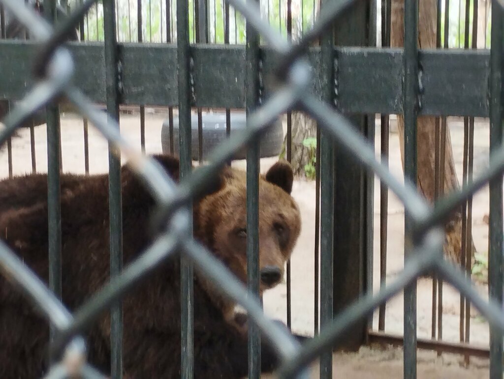 Hayvan muhafazaları Bear Varyusha, Başkurdistan, foto