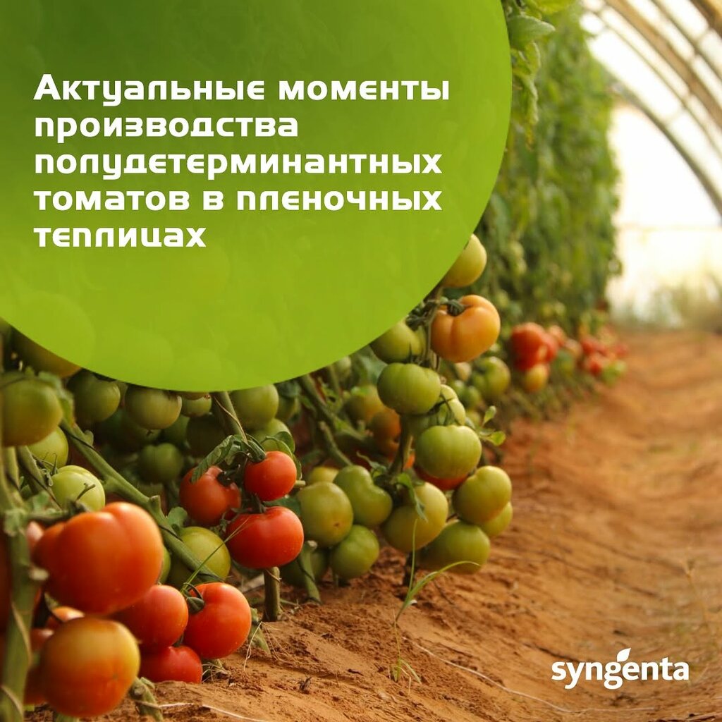 Tohum üretimi Syngenta Uzbekistan, Taşkent, foto