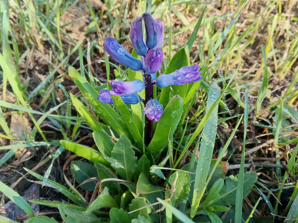 Meslek yüksekokulu Kotovsky promyshlenno-ekonomichesky tekhnikum, Kotovo, foto