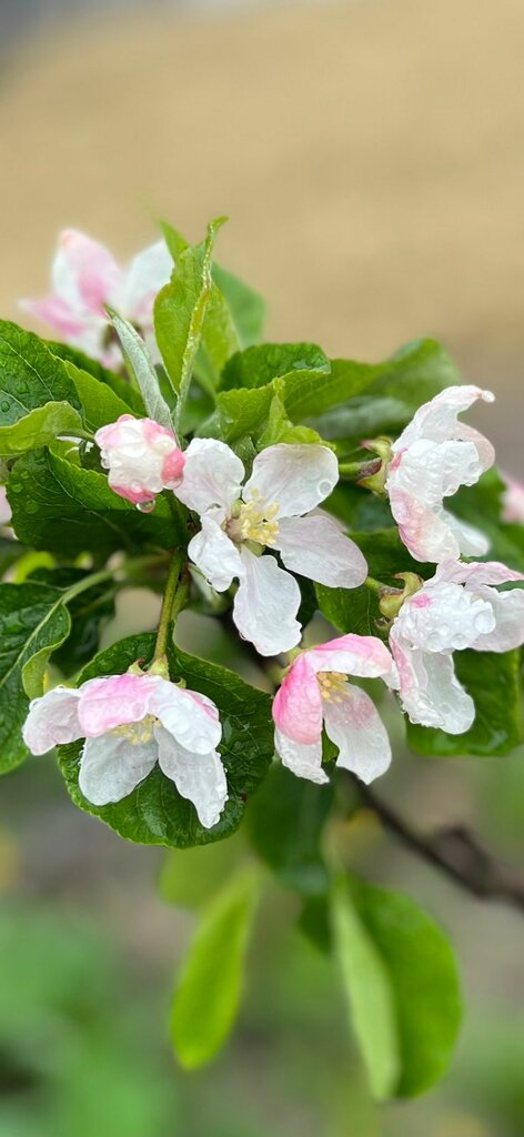 Tarım firmaları Солвиль, Saint‑Petersburg ve Leningradskaya oblastı, foto