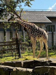 Hayvanat bahçeleri Zoo, Osaka, foto